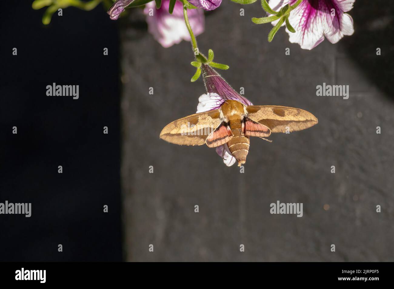 bedstraw hawk moth on a blooming petunia Stock Photo - Alamy