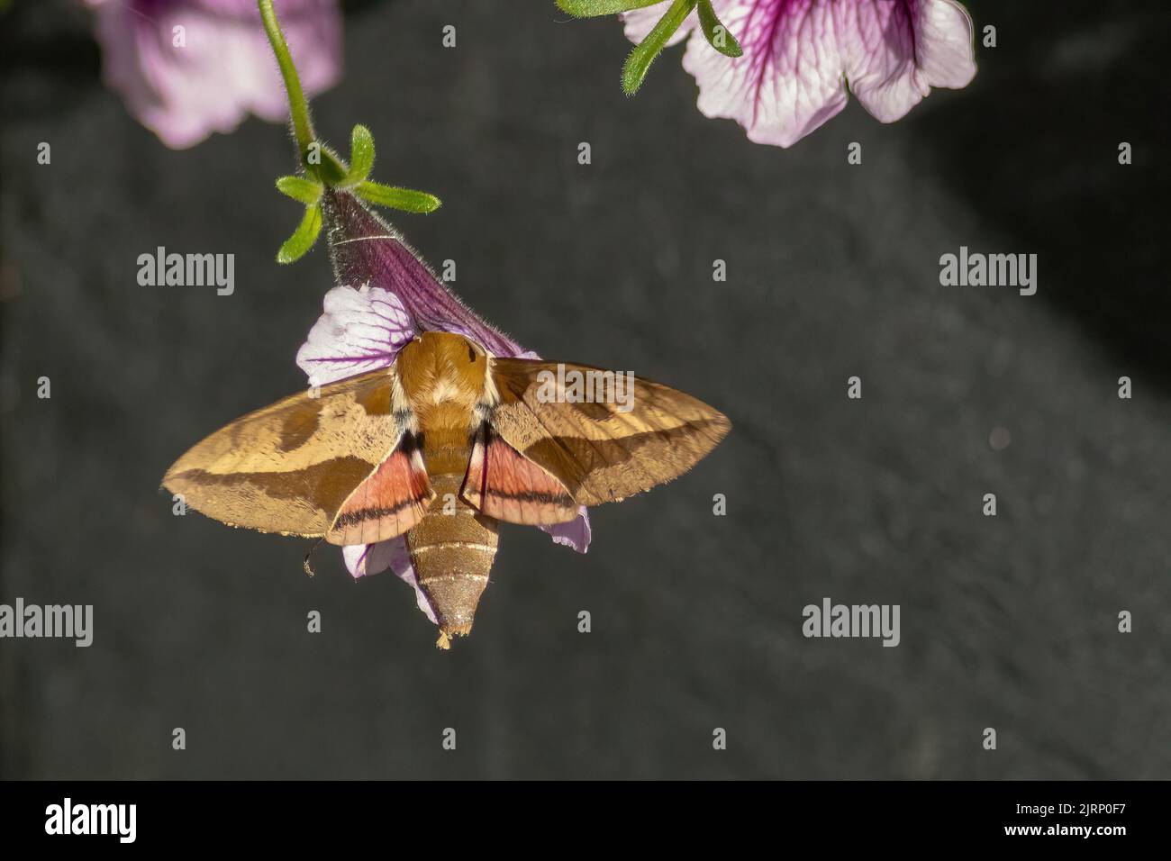 bedstraw hawk moth on a blooming petunia Stock Photo - Alamy