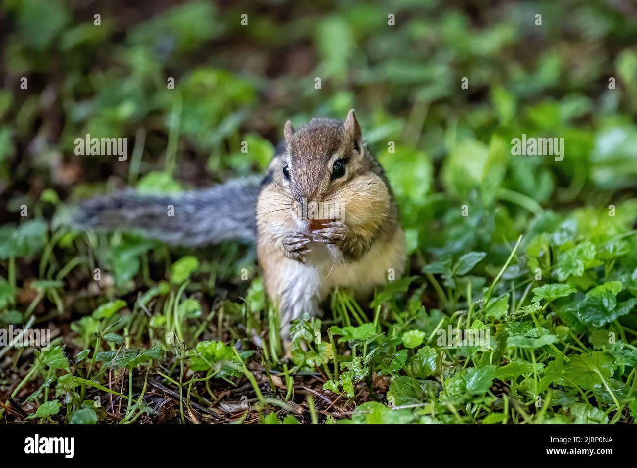 Cute little chipmunk eating almonds among creeping charlie plants in a ...