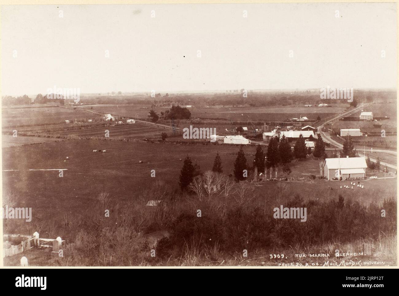 Tua Marina, Blenheim, 1904, Dunedin, by Muir & Moodie Stock Photo - Alamy
