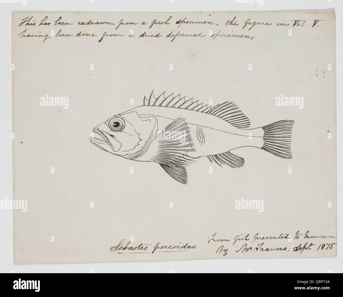 Sebastes species hi-res stock photography and images - Alamy