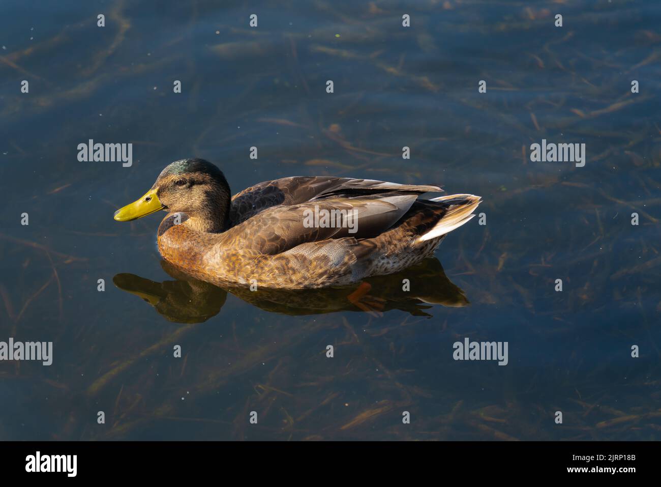 Mallard duck, green body, brownish body, wild duck, glossy green head ...