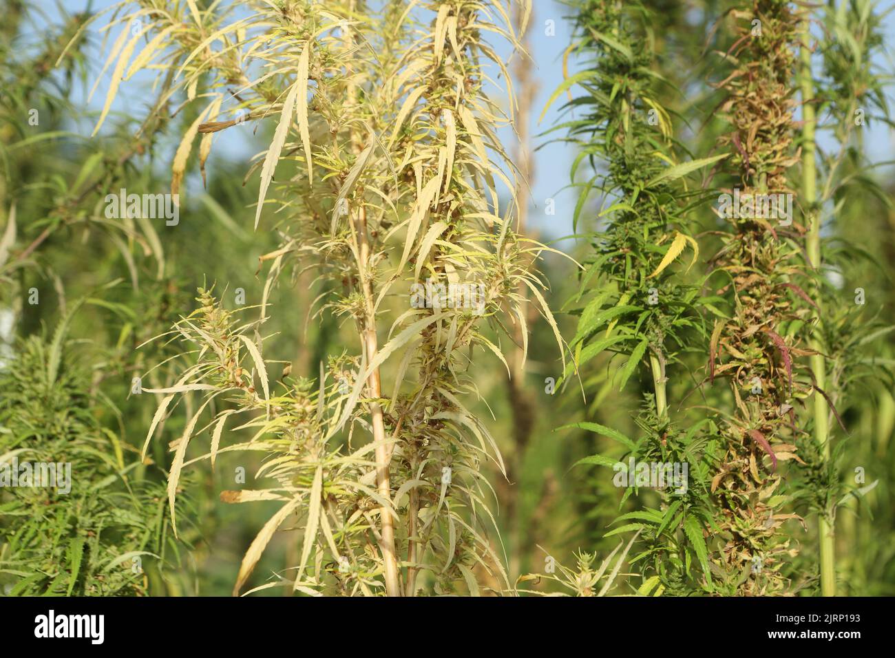 Marijuana farm. The commercial cultivation of marijuana for ...