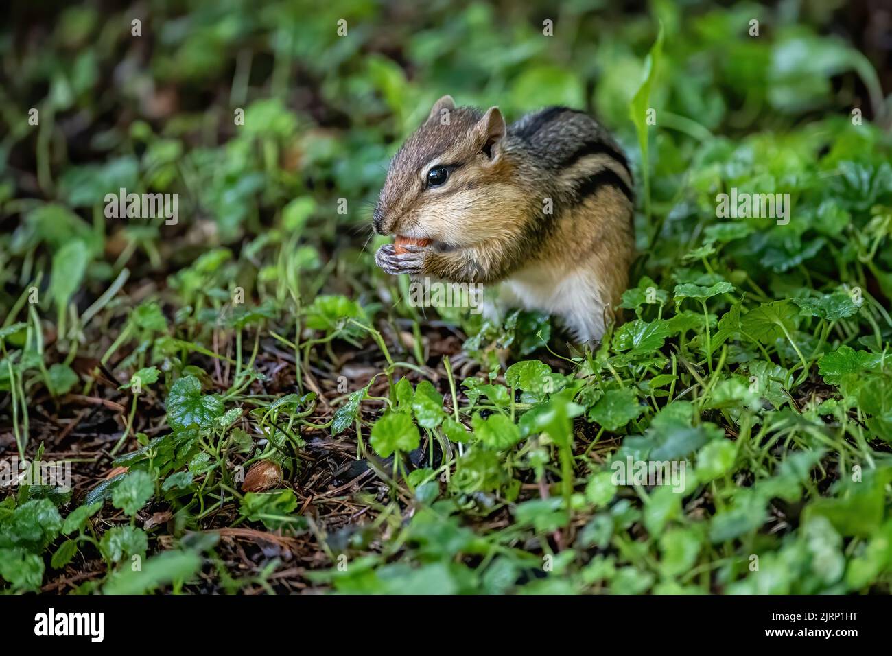 Cute little chipmunk eating almonds among creeping charlie plants in a ...