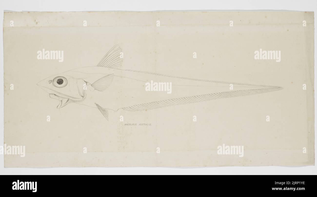 Macrurus australis, 1870s, by John Buchanan Stock Photo - Alamy