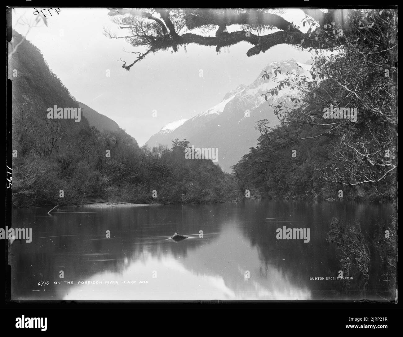 On the Poseidon River, Lake Ada, New Zealand, by Burton Brothers Stock ...