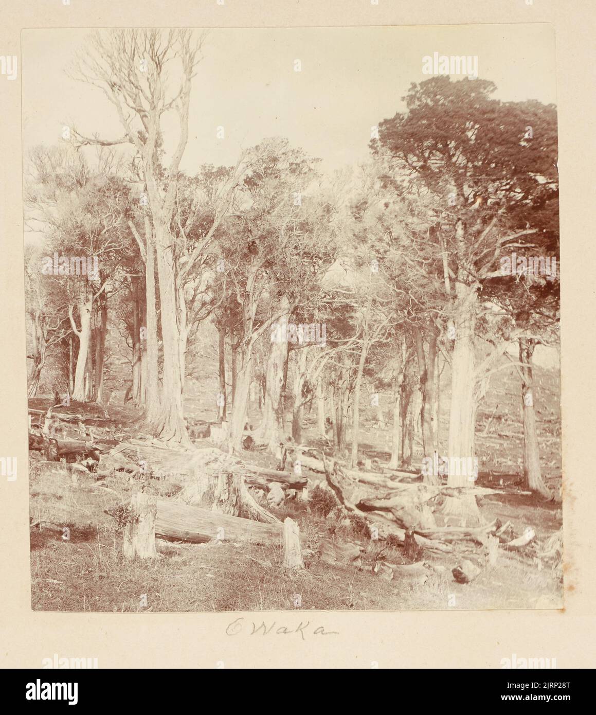 Trees standing among tree stumps, Owaka. From the album: Untitled ...