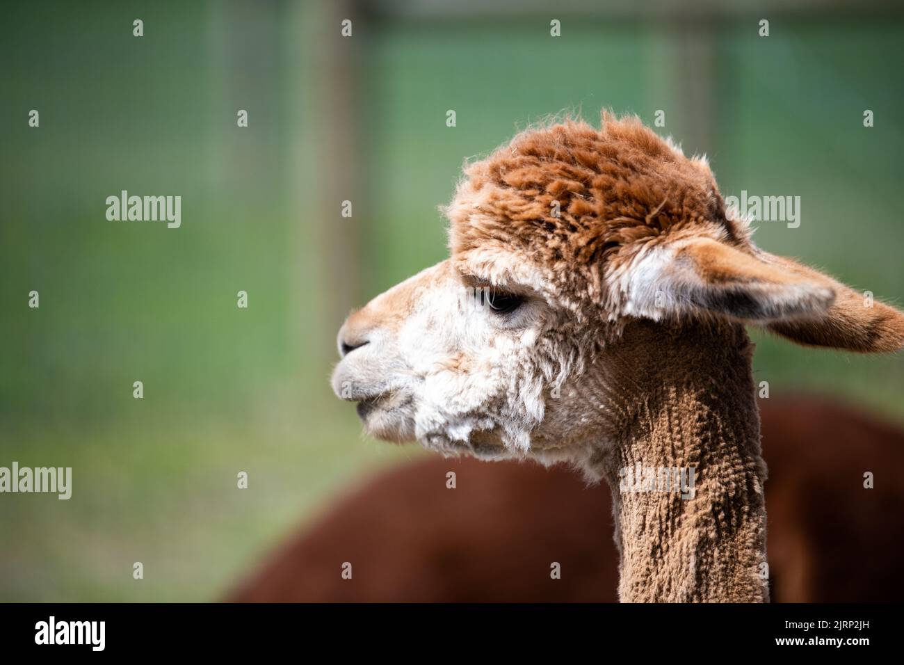 A lovely brown alpaca with a shaved neck Stock Photo - Alamy