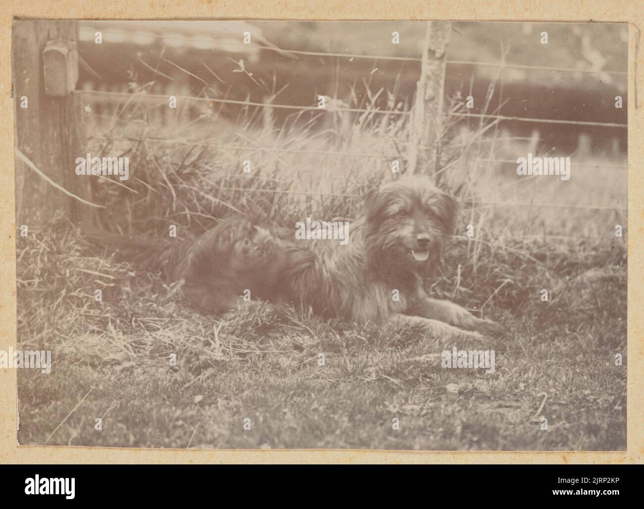 Dog. From the album: Snapshot album - Nga Mahanga, circa 1900, Manawat ...