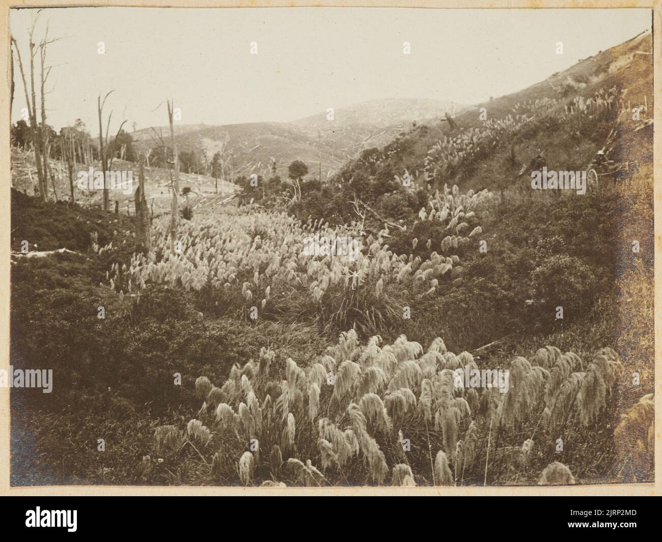 Swamp. From the album: Snapshot album - Nga Mahanga, circa 1900 ...