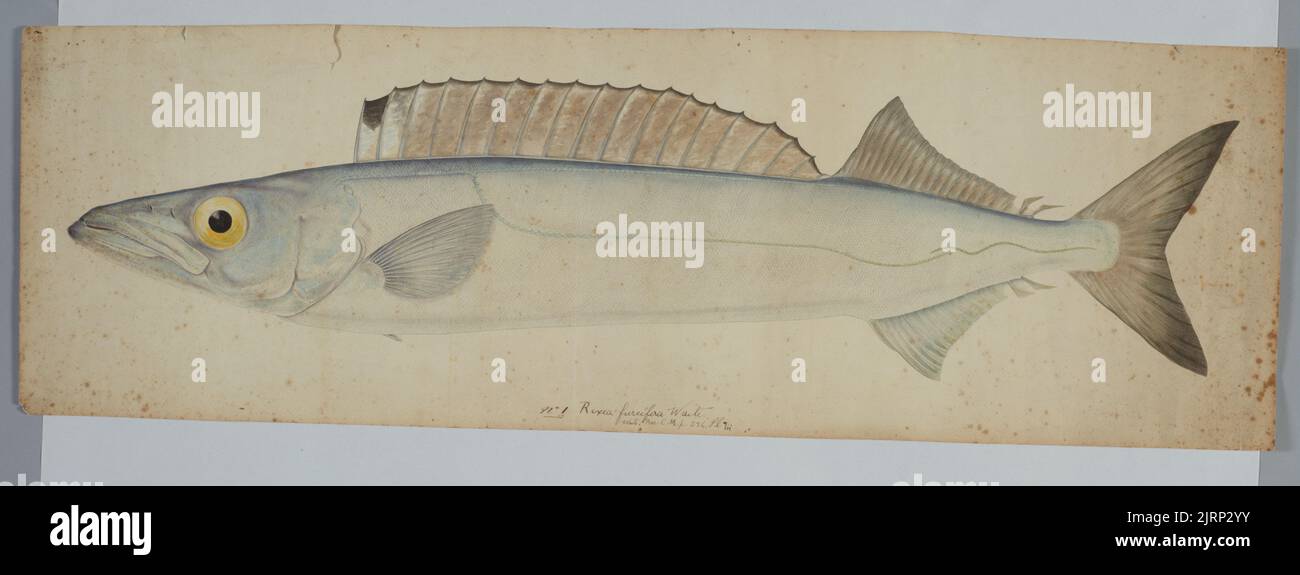 Rexea furcifera Waite, by Frank Edward Clarke Stock Photo - Alamy