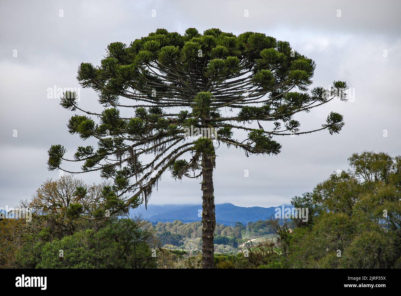 An araucaria tree (Araucaria angustifolia), the dominant tree species ...