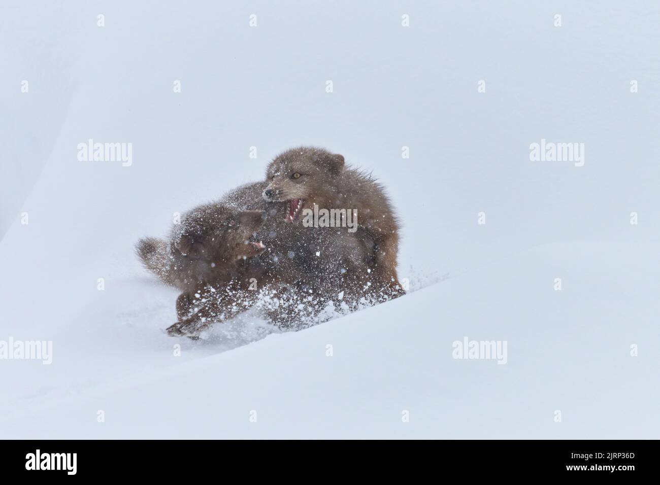 Female Arctic foxes fighting (Vulpes lagopus). Hornstrandir, Iceland ...