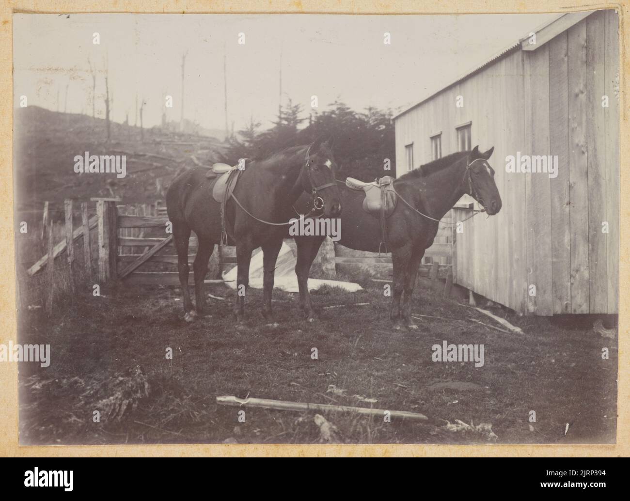 Horses. From the album: Snapshot album - Nga Mahanga, circa 1900 ...