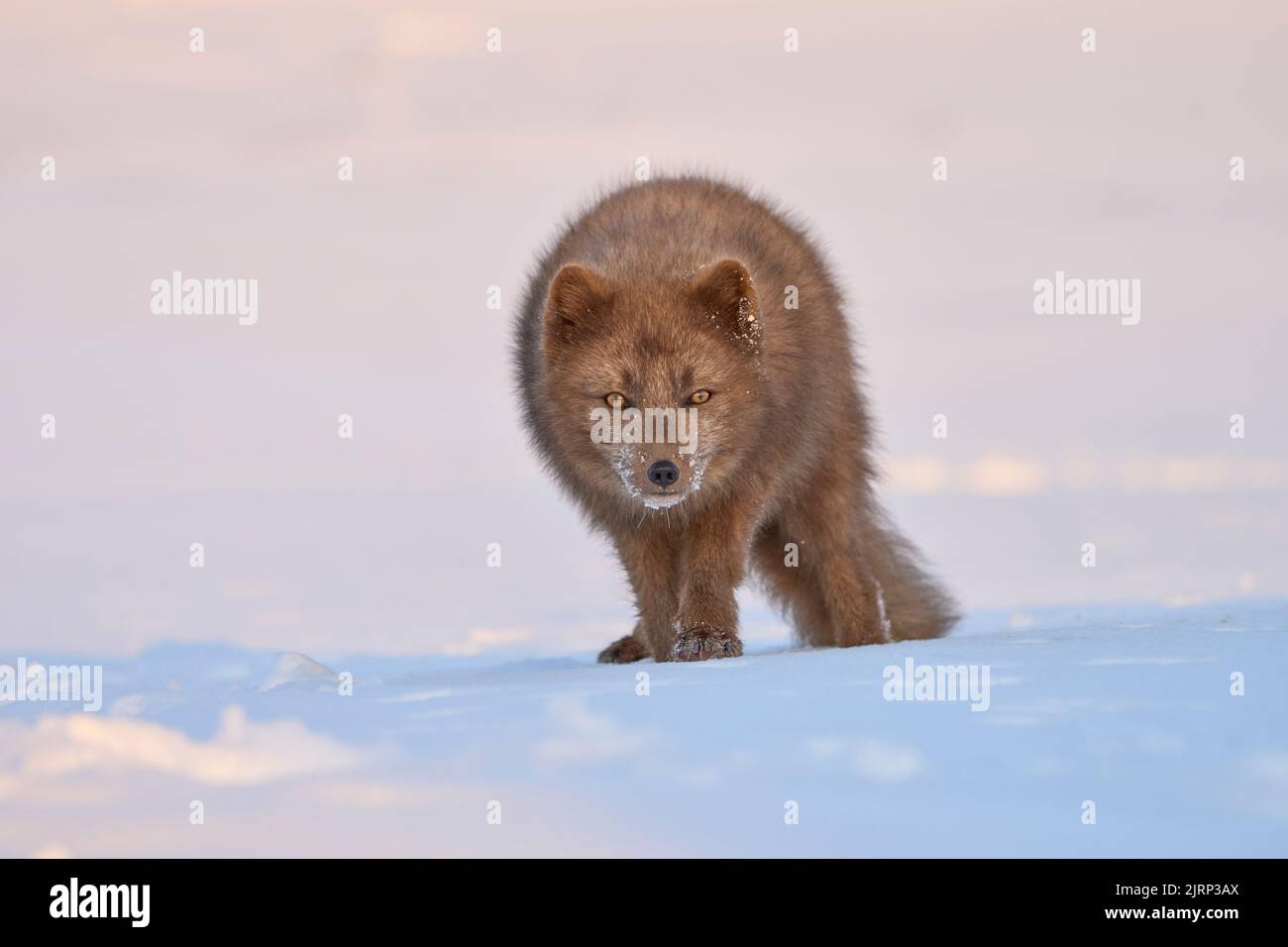 Female Arctic fox (Vulpes lagopus). Hornstrandir, Iceland. Blue colour ...