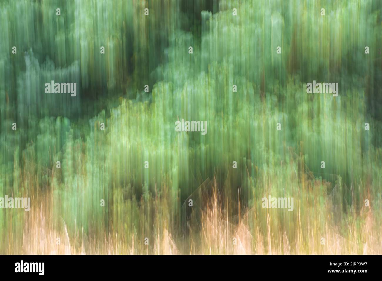 woodland tree foliage in a slow exposure pastel capture in movement and ...