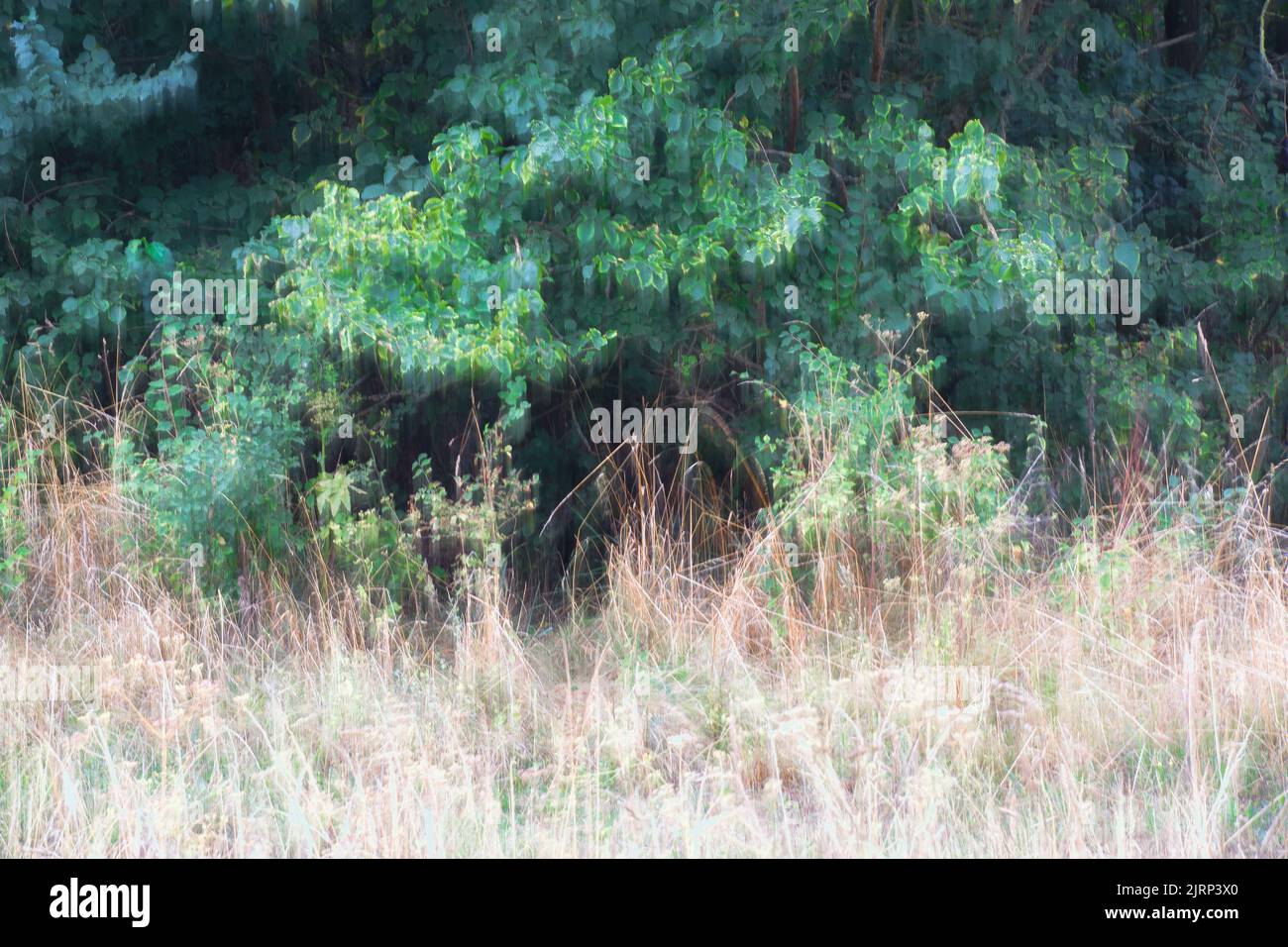 woodland tree foliage in a slow exposure pastel capture in movement and ...