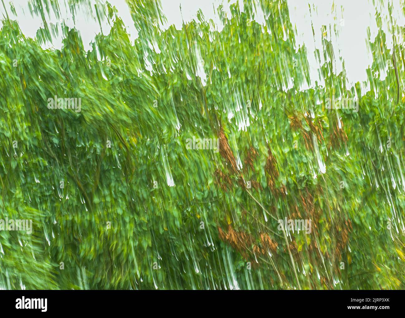 woodland tree foliage in a slow exposure pastel capture in movement and ...