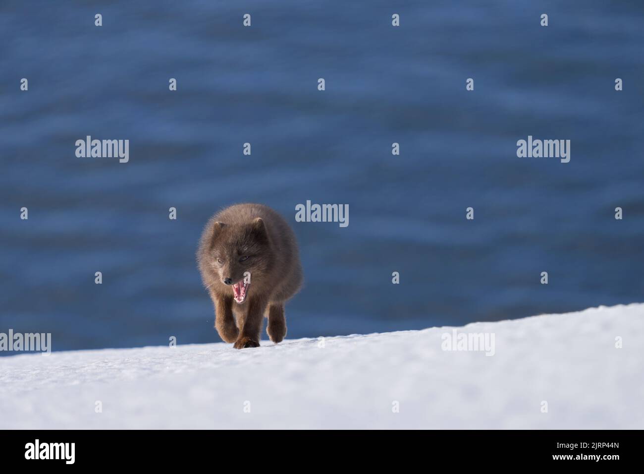 Female Arctic fox (Vulpes lagopus). Hornstrandir, Iceland. Blue colour ...