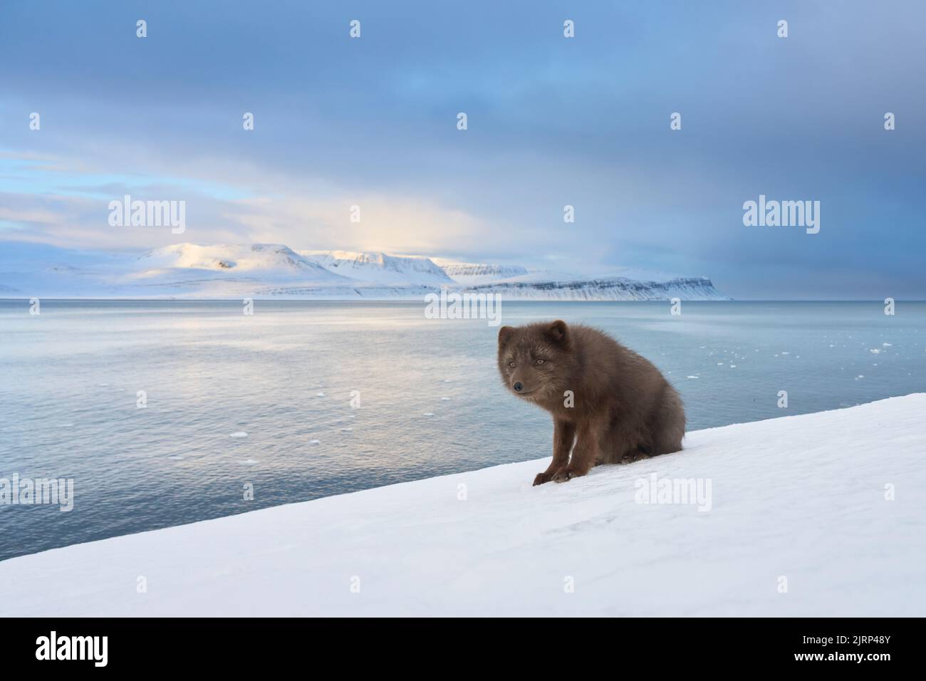 Female Arctic fox (Vulpes lagopus). Hornstrandir, Iceland. Blue colour ...