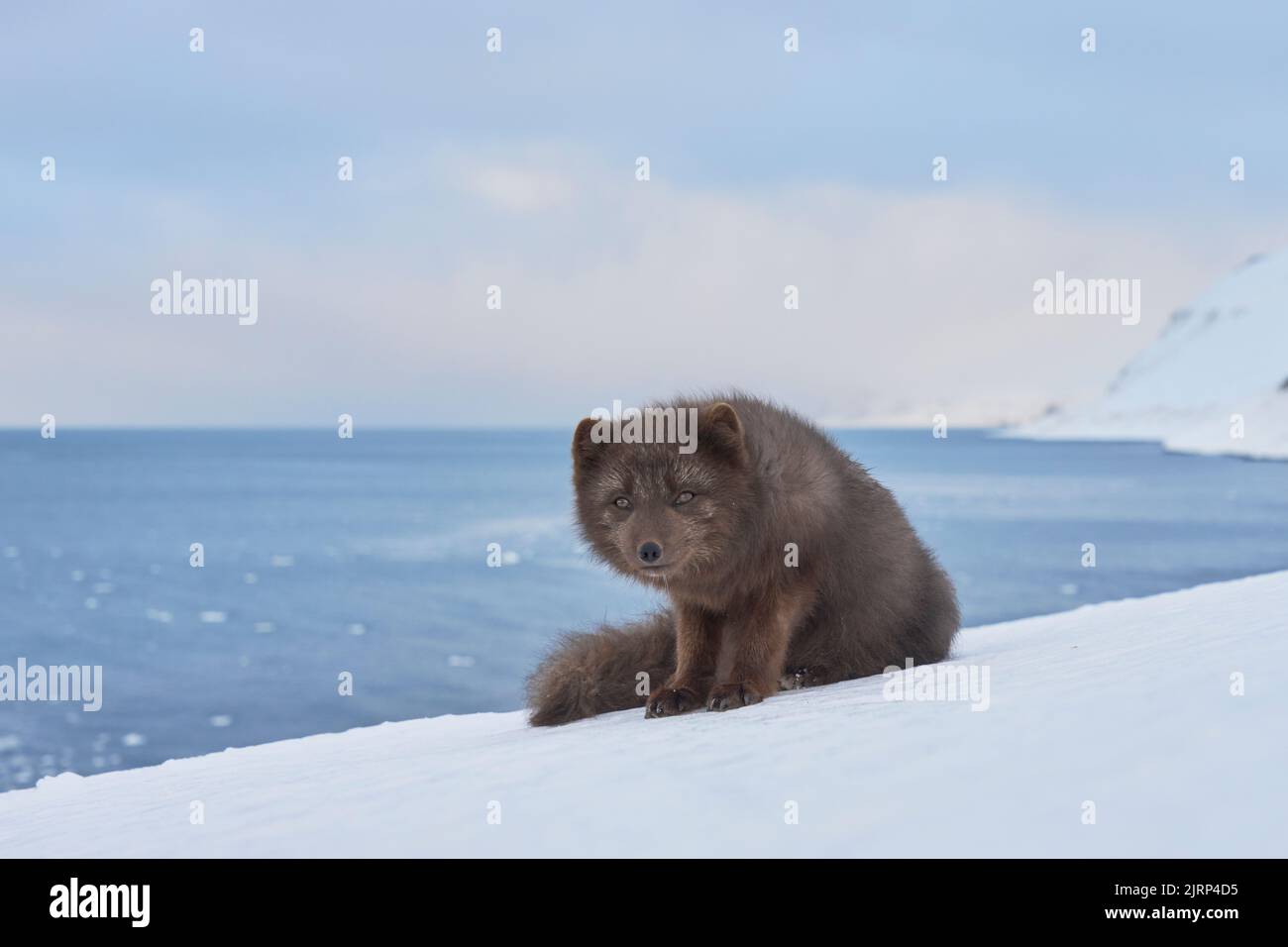 Female Arctic fox (Vulpes lagopus). Hornstrandir, Iceland. Blue colour ...