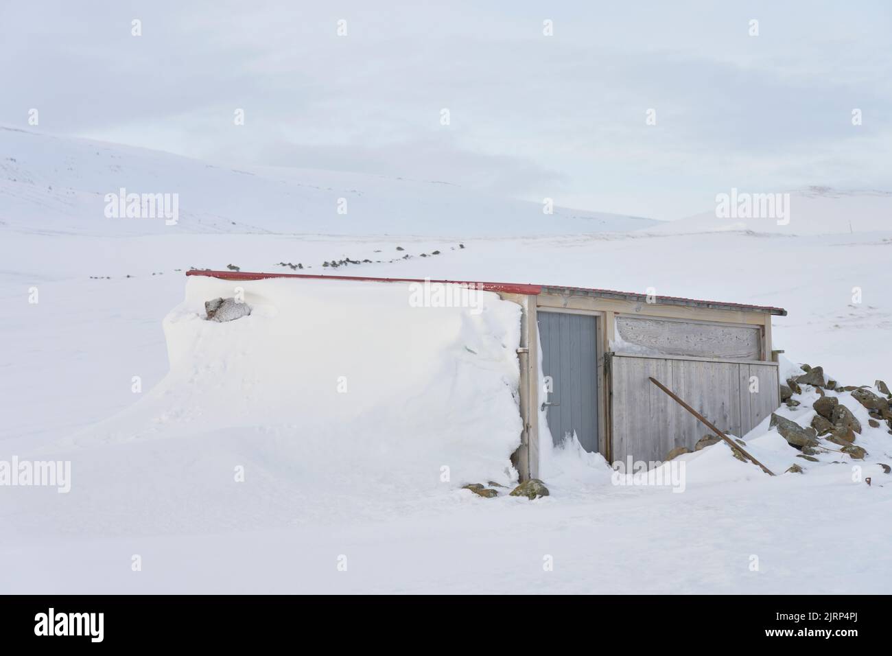Female Arctic fox (Vulpes lagopus) sheltering from wind on a shed ...