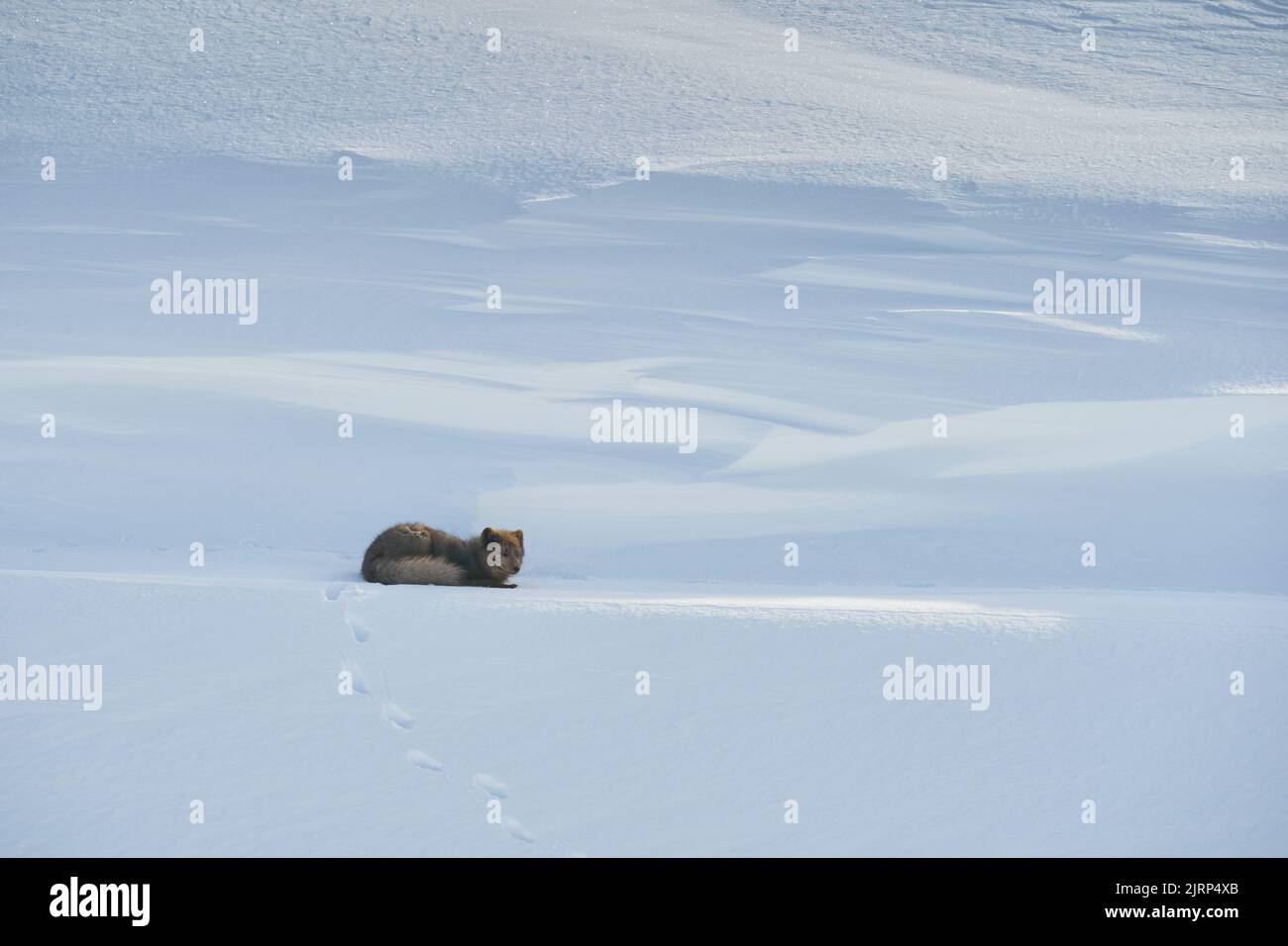 Female Arctic fox (Vulpes lagopus). Hornstrandir, Iceland. Blue colour ...