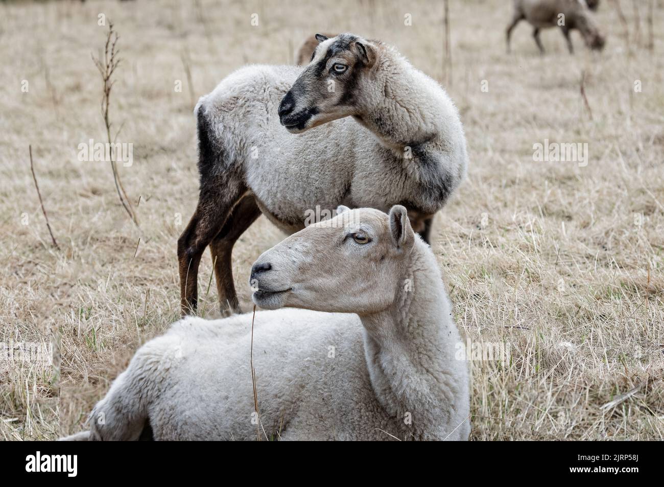 Pair of small sheep with heads turned in profile - rare breed - in ...
