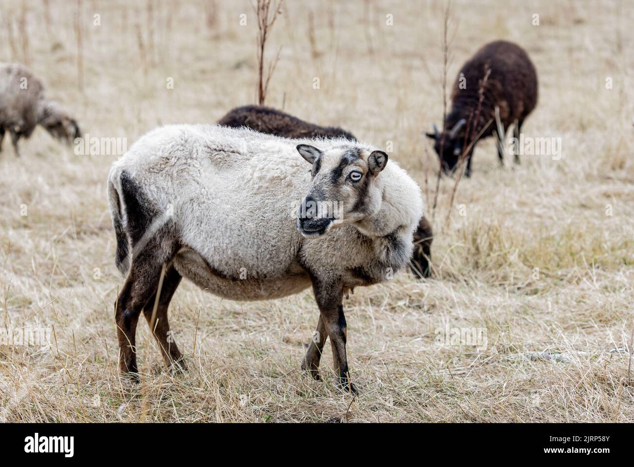 Profile view of small sheep with head turned - rare breed - in field of ...