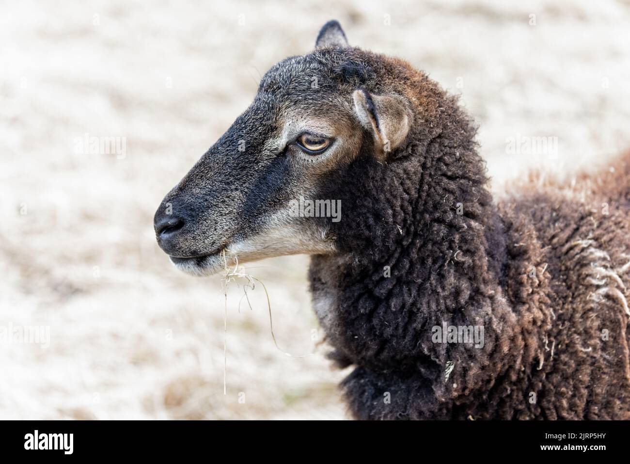 Head shot of a small sheep with brown and white striped head - rare ...