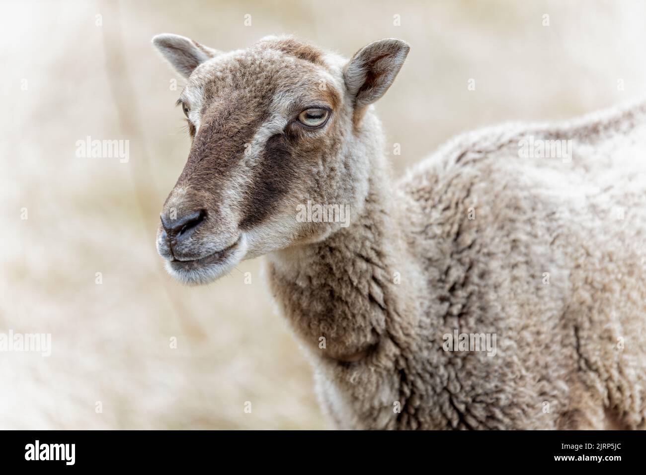 Head shot of a small sheep with brown and white striped head - rare ...