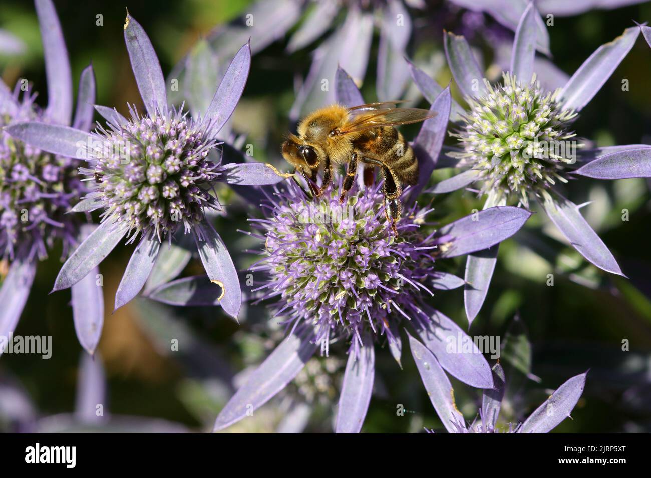Bee on Sea holly, Eryngium "blue hobbit", a genus of flowering plants ...