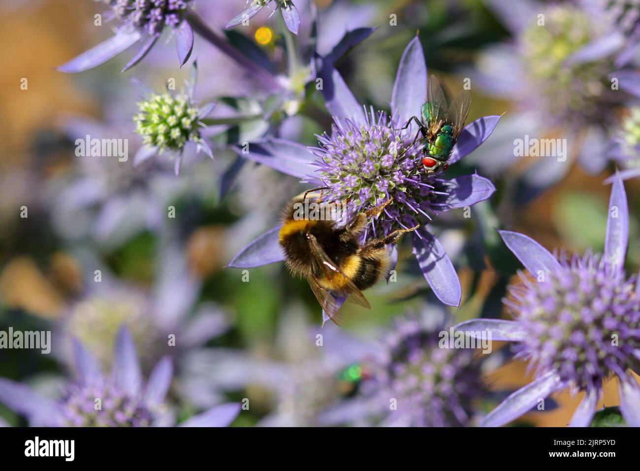 Bee on Sea holly, Eryngium "blue hobbit", a genus of flowering plants ...