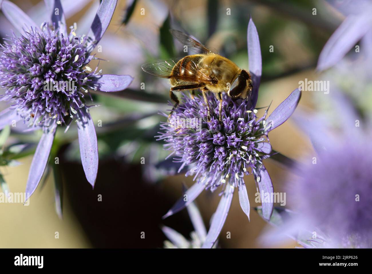 Bee on Sea holly, Eryngium "blue hobbit", a genus of flowering plants ...