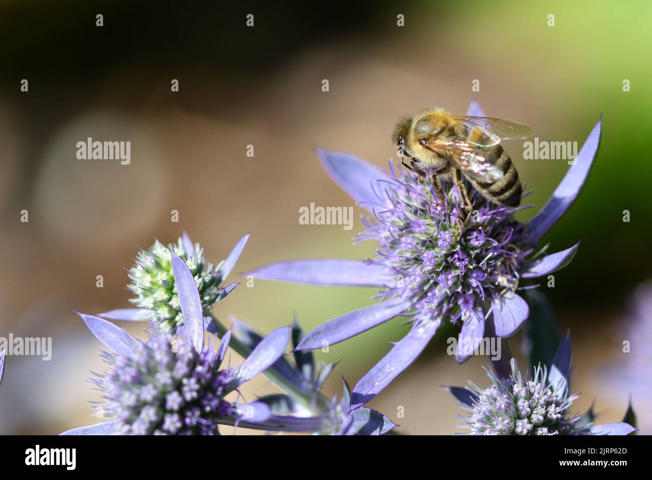 Bee on Sea holly, Eryngium "blue hobbit", a genus of flowering plants ...