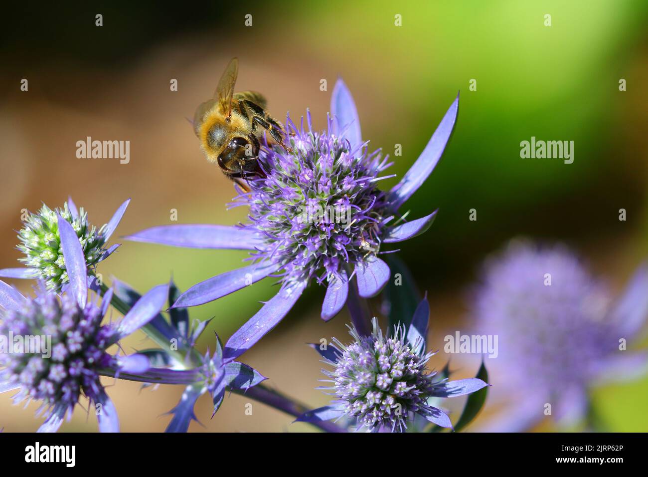 Bee on Sea holly, Eryngium "blue hobbit", a genus of flowering plants ...