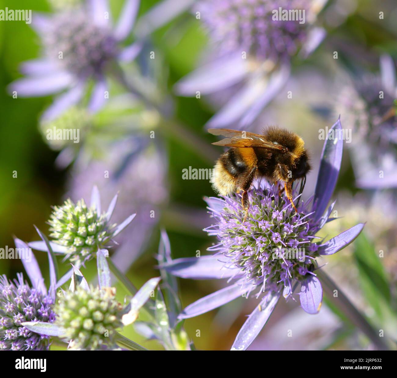 Bee on Sea holly, Eryngium "blue hobbit", a genus of flowering plants ...