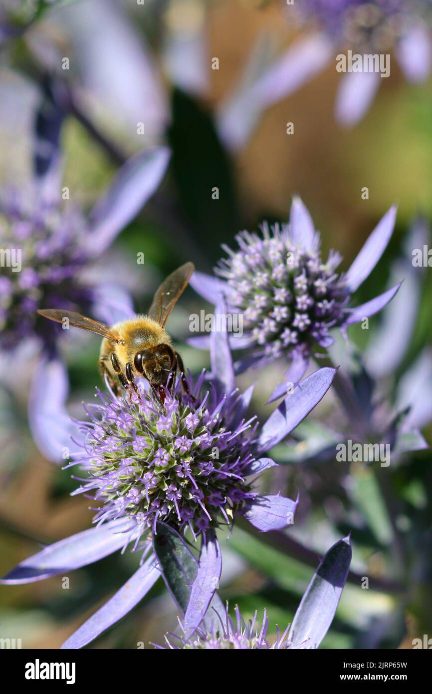 Bee on Sea holly, Eryngium "blue hobbit", a genus of flowering plants ...
