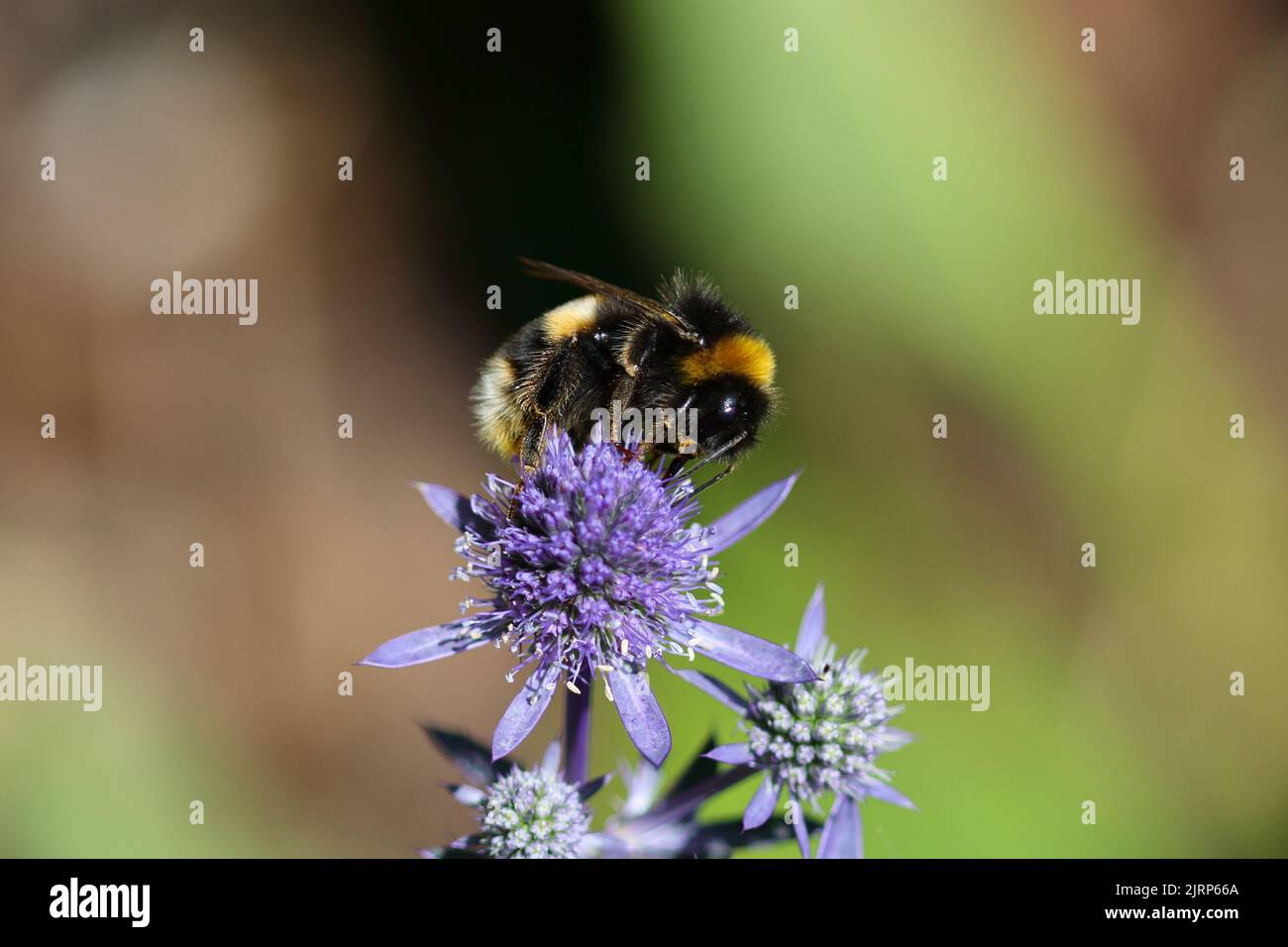 Bee on Sea holly, Eryngium "blue hobbit", a genus of flowering plants ...