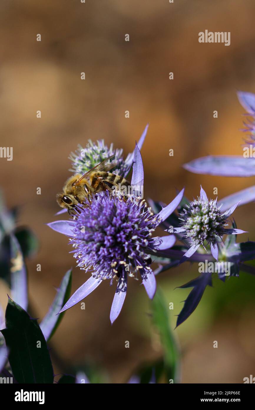 Bee on Sea holly, Eryngium "blue hobbit", a genus of flowering plants ...
