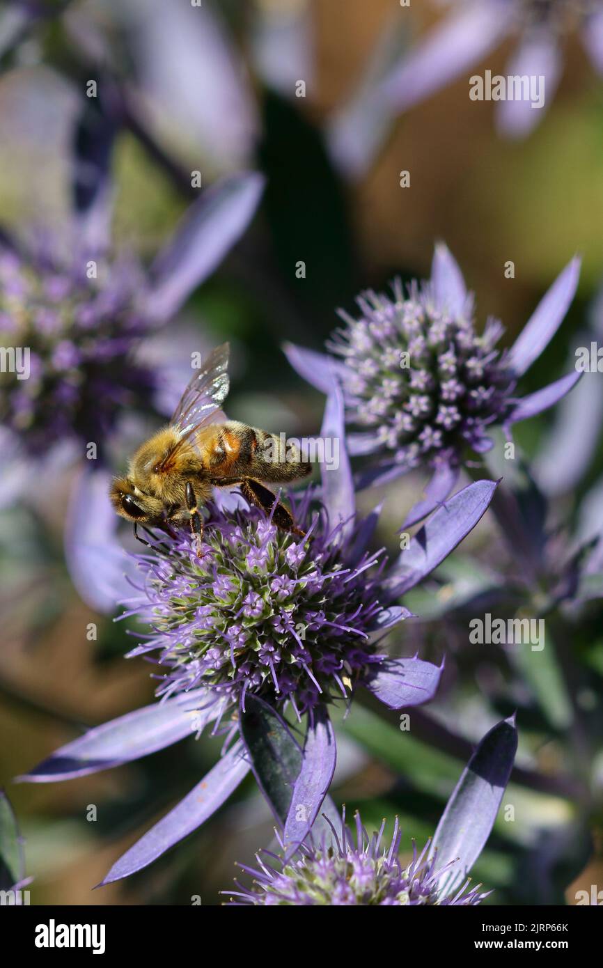 Bee on Sea holly, Eryngium "blue hobbit", a genus of flowering plants ...