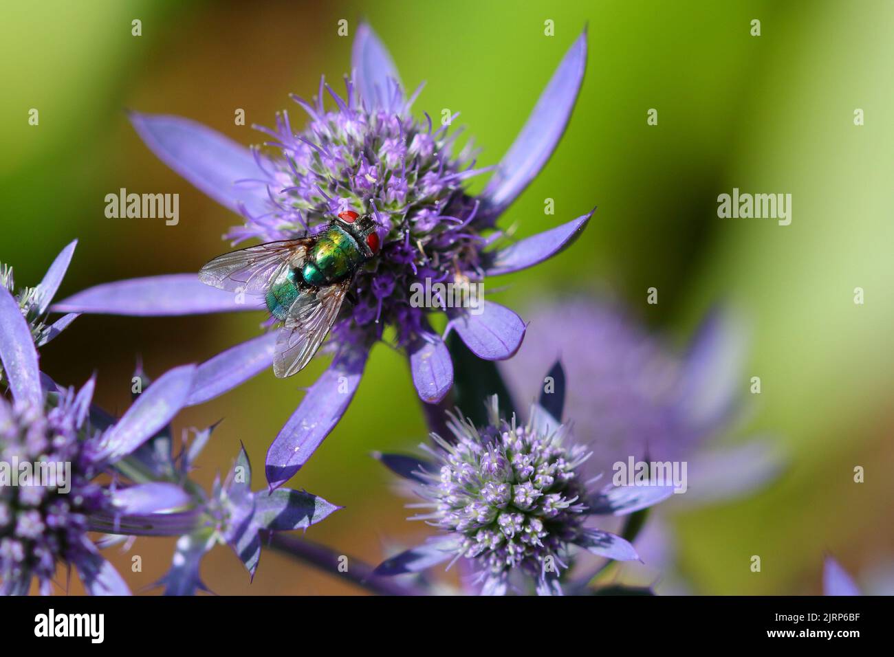 The common green bottle fly on the plant, Eryngium, a genus of ...