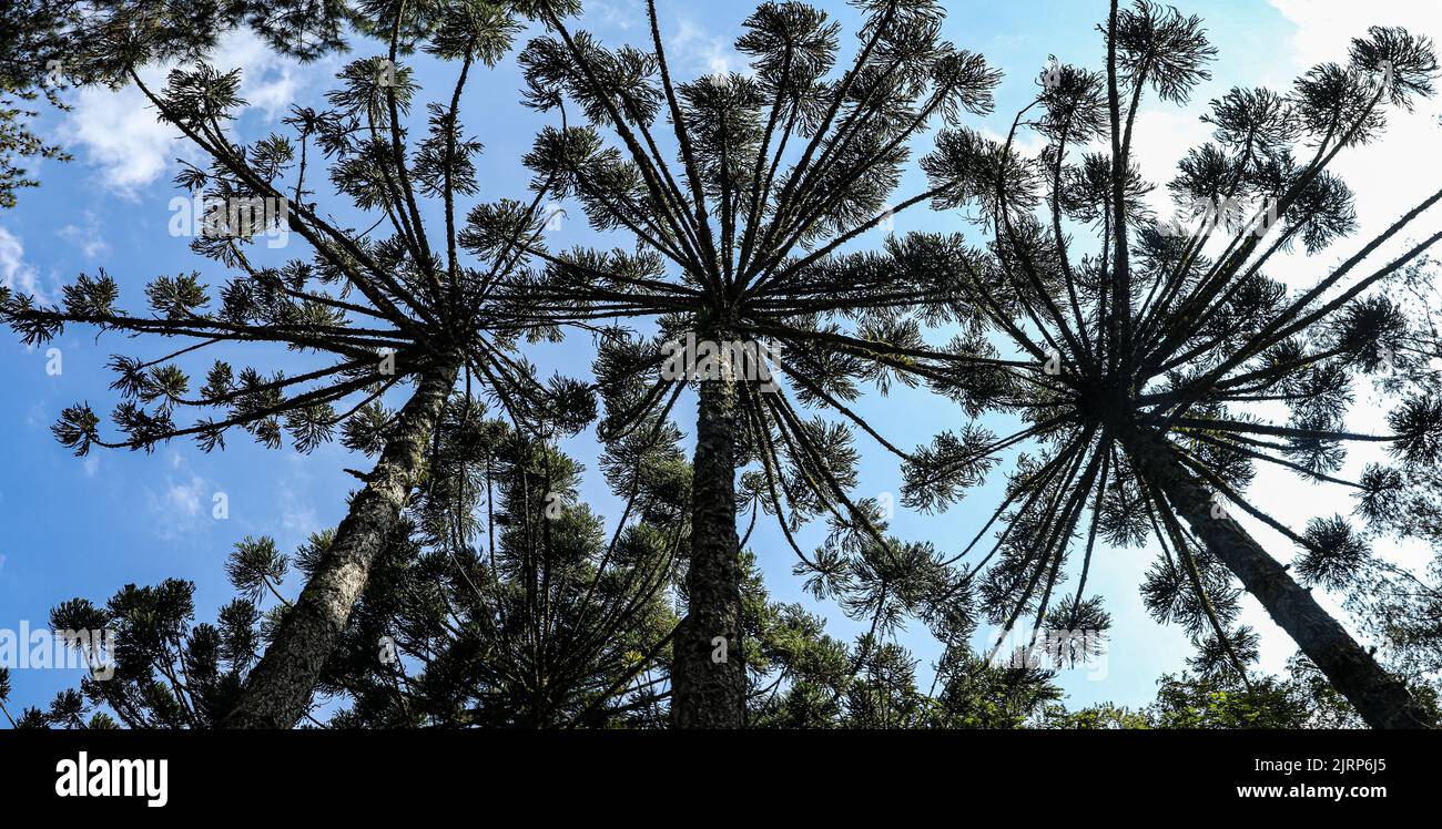 Three araucaria trees (scientific name: Araucaria angustifolia) seen ...