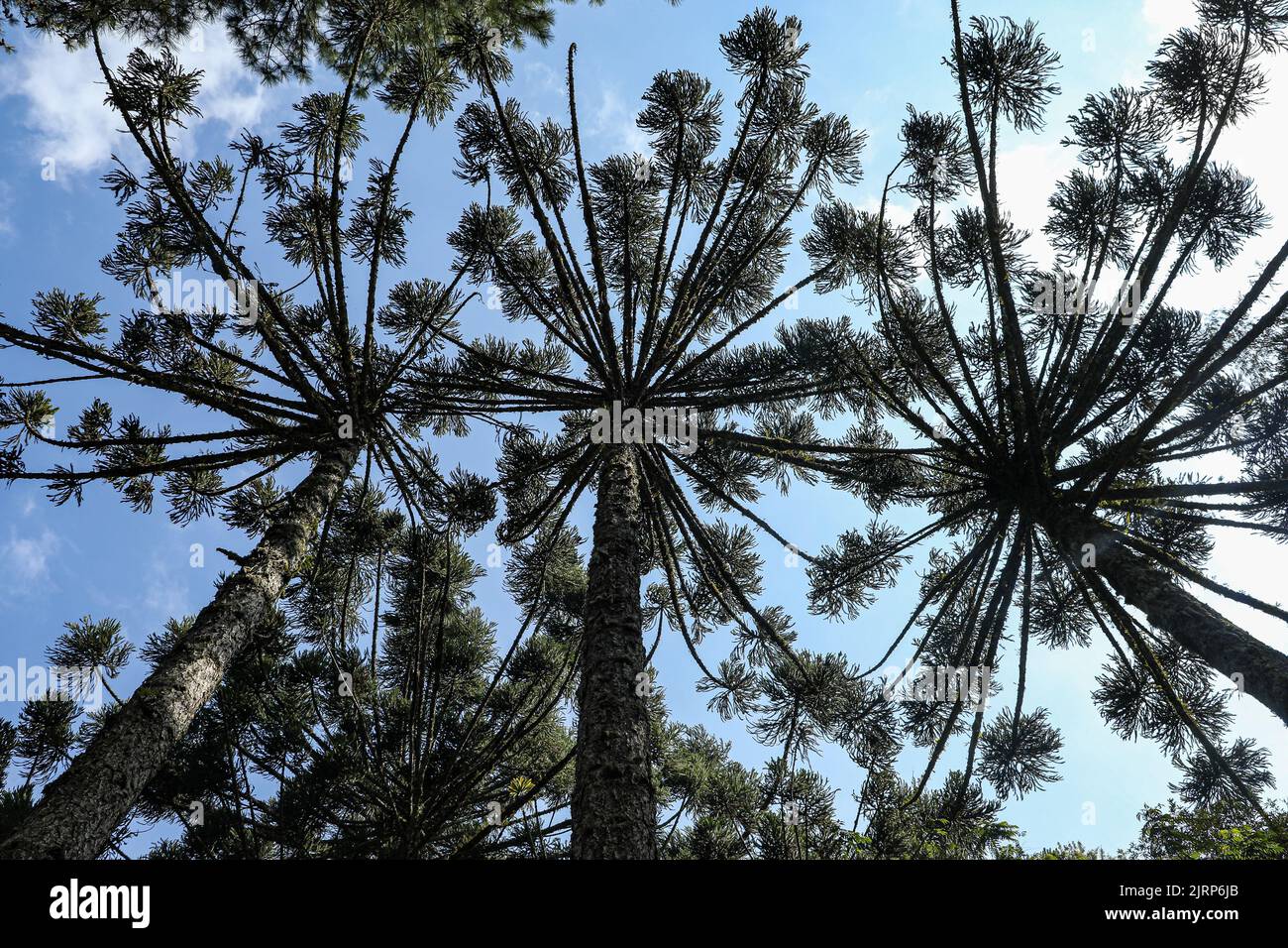 Three araucaria trees (scientific name: Araucaria angustifolia) seen ...