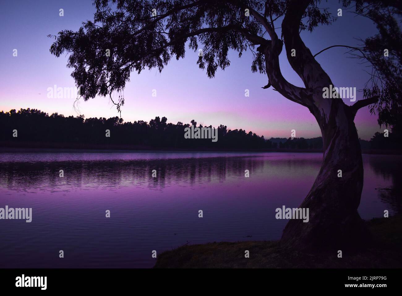 A beautiful purple sunset over a tree and a lake with trees on the ...