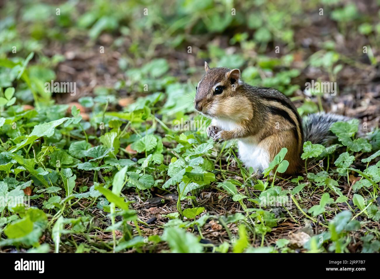 Cute little chipmunk stuffing his cheeks full of the almonds from those ...