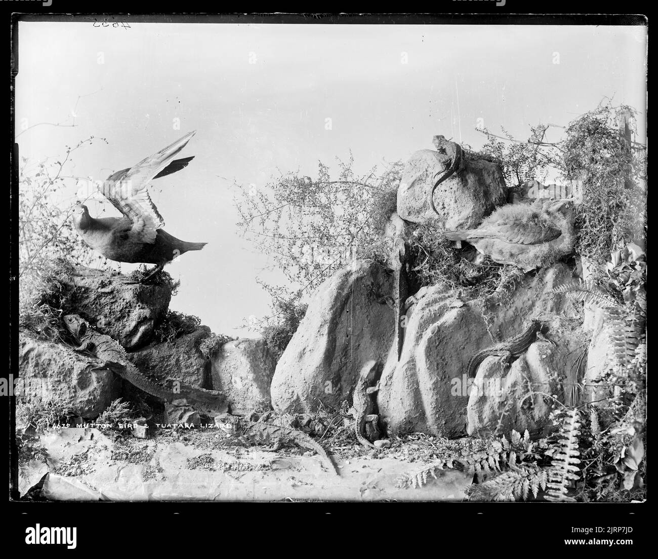 Mutton Bird & Tuatara Lizard, 1889, Dunedin, by Burton Brothers Stock ...