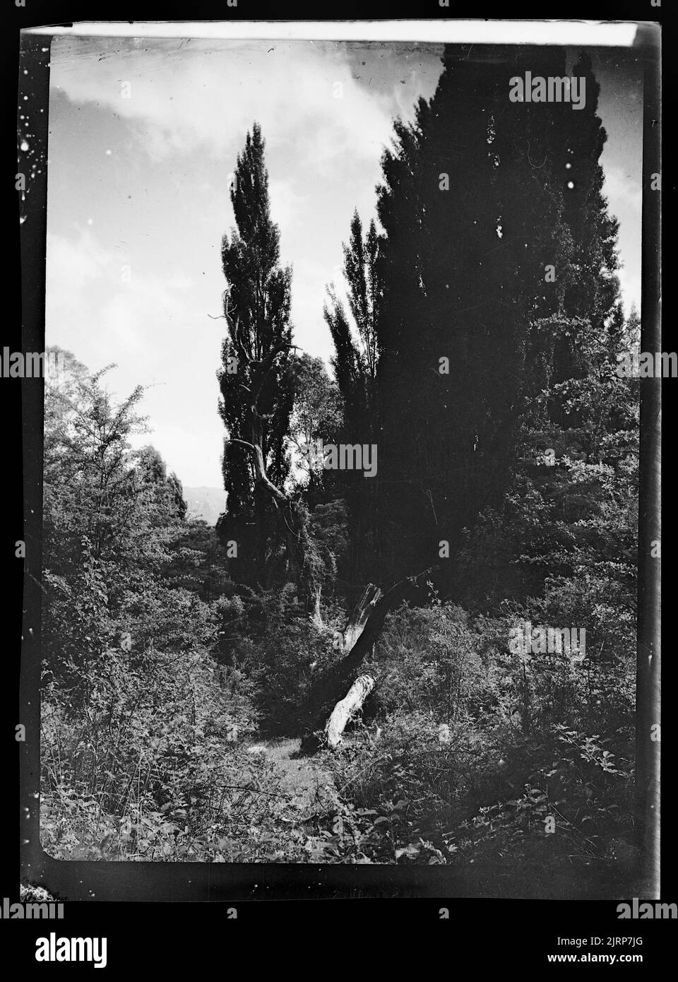 Landscape scene - forest trees, by J.W. Chapman-Taylor Stock Photo - Alamy