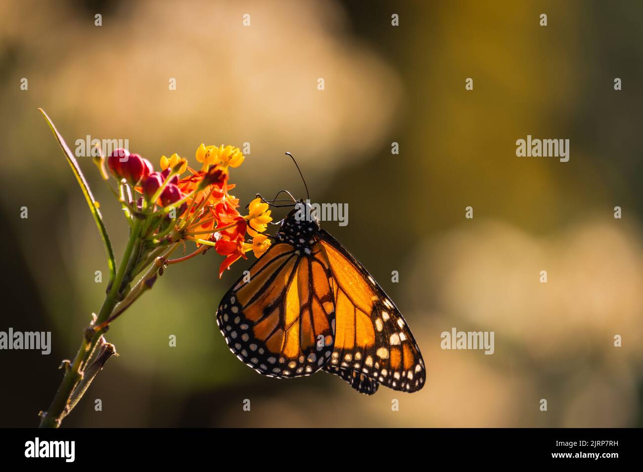Portrait of a monarch butterfly landed on a flower seen from the side ...