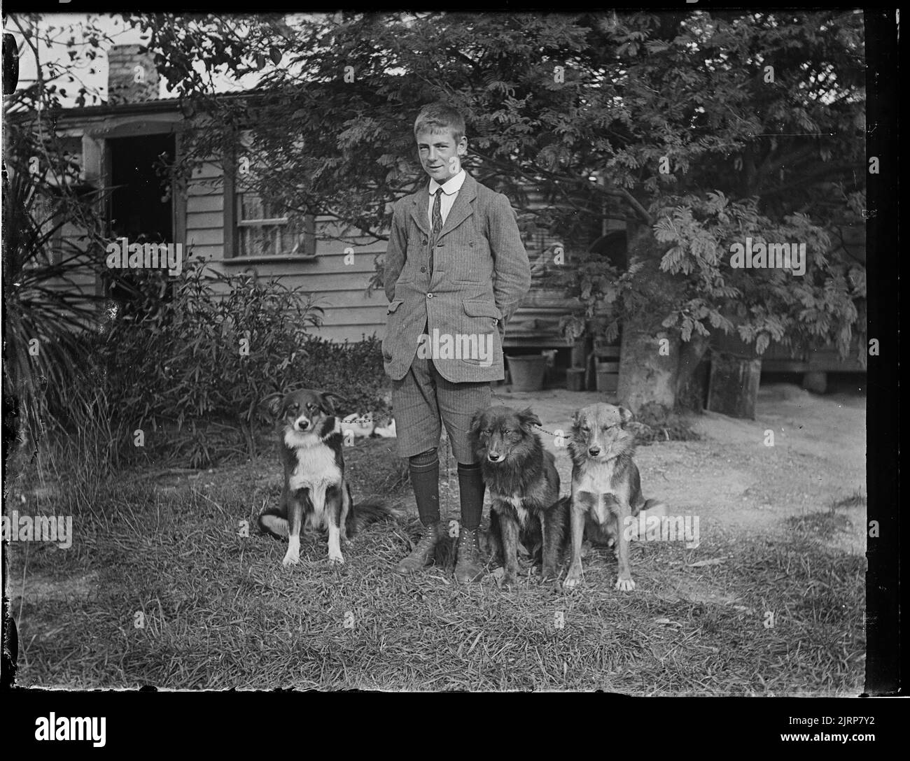Man standing with his three dogs - house in background, by Crombie and ...